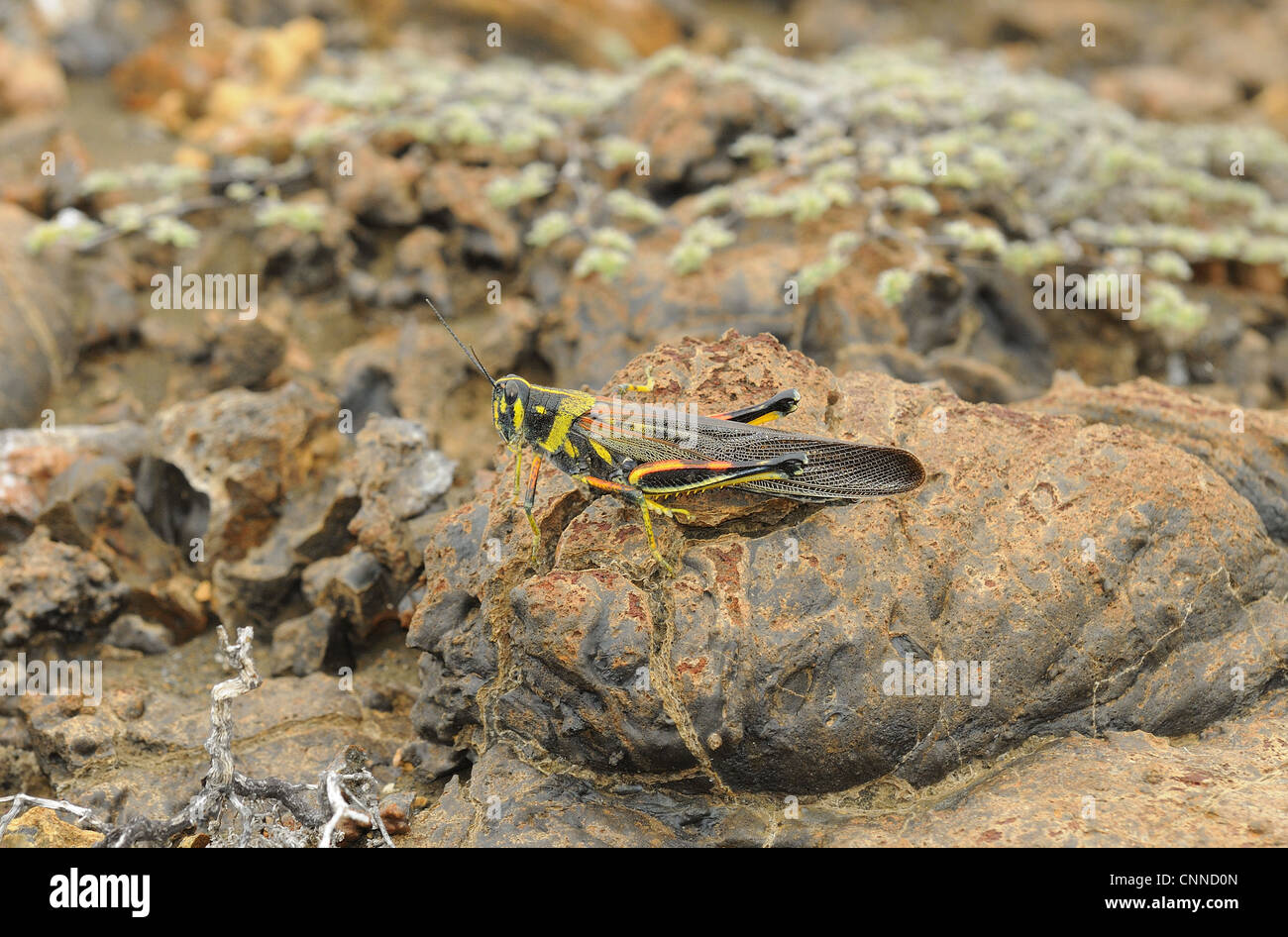 Painted Locust (Schistocerca melanocera) adult, resting on lava rock ...