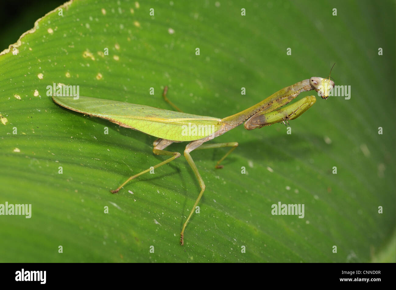 Amazon rainforest invertebrates hi-res stock photography and images - Alamy