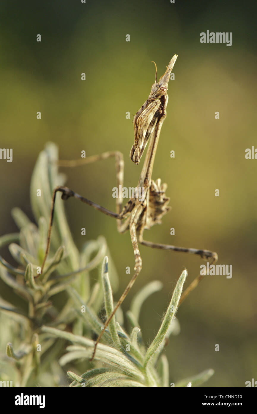 Conehead Mantis (Empusa pennata) nymph, waiting for prey on plant ...