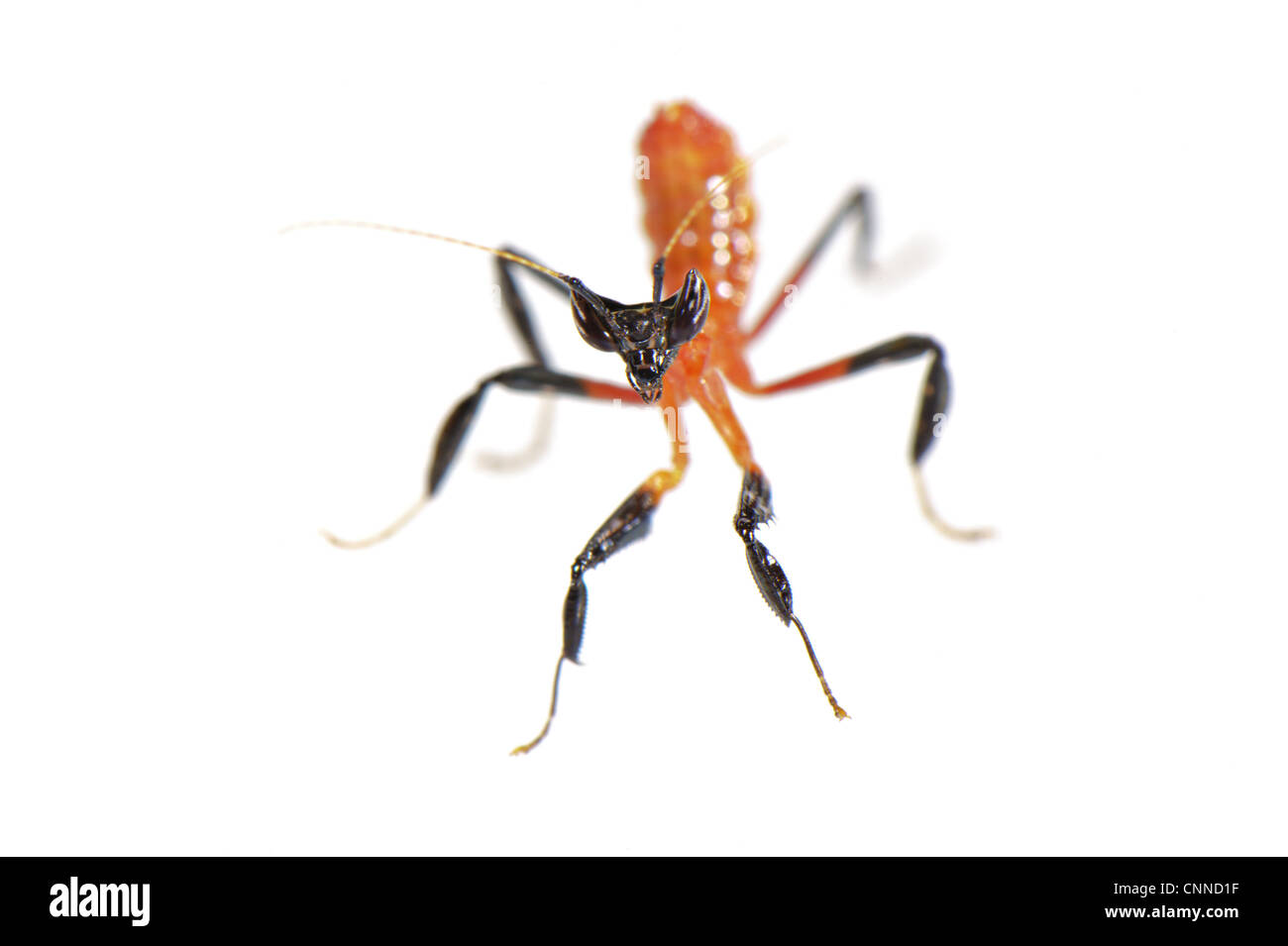 Orchid Mantis (Hymenopus coronatus) newborn nymph, mimicking dangerous Assassin Bug (Reduviidae ...