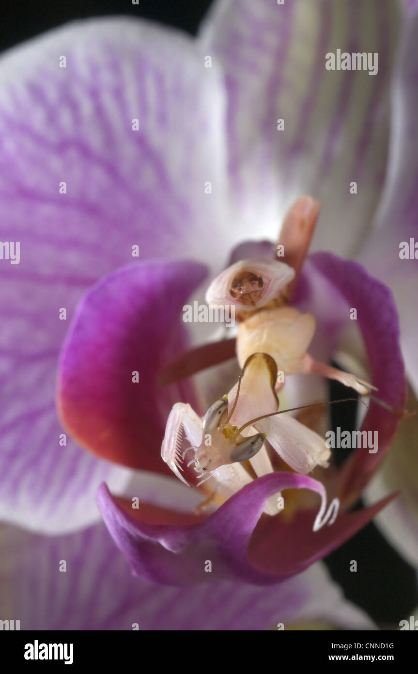 Orchid Mantis (Hymenopus coronatus) subadult female, camouflaged on ...