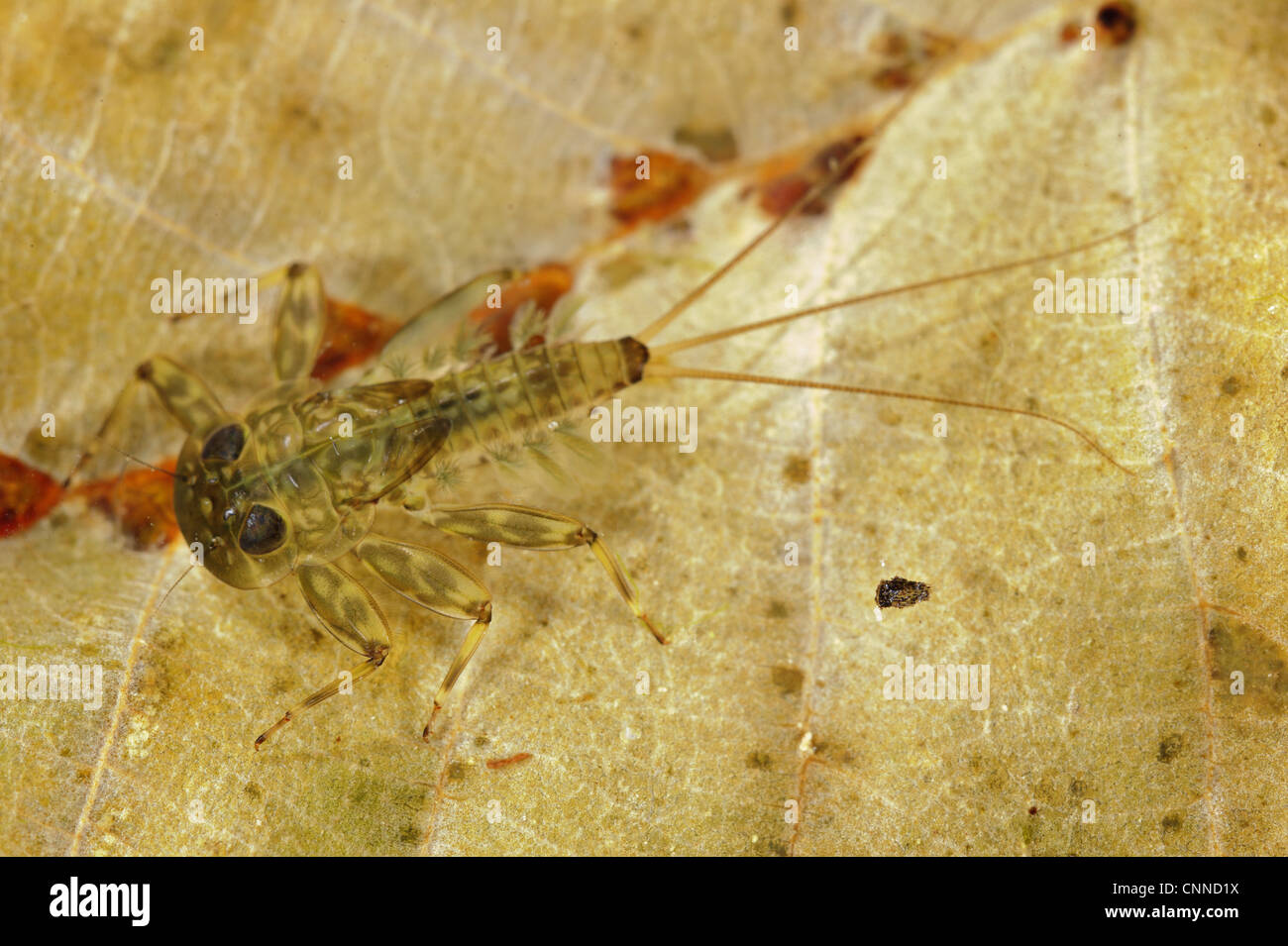 Stream Mayfly (Ecdyonurus sp.) nymph, on fallen leaf in water, Italy ...