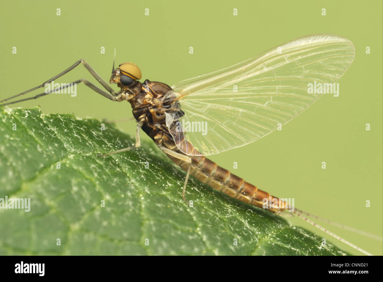 Mayfly (Ephemeroptera sp.) adult, resting on leaf, Leicestershire ...