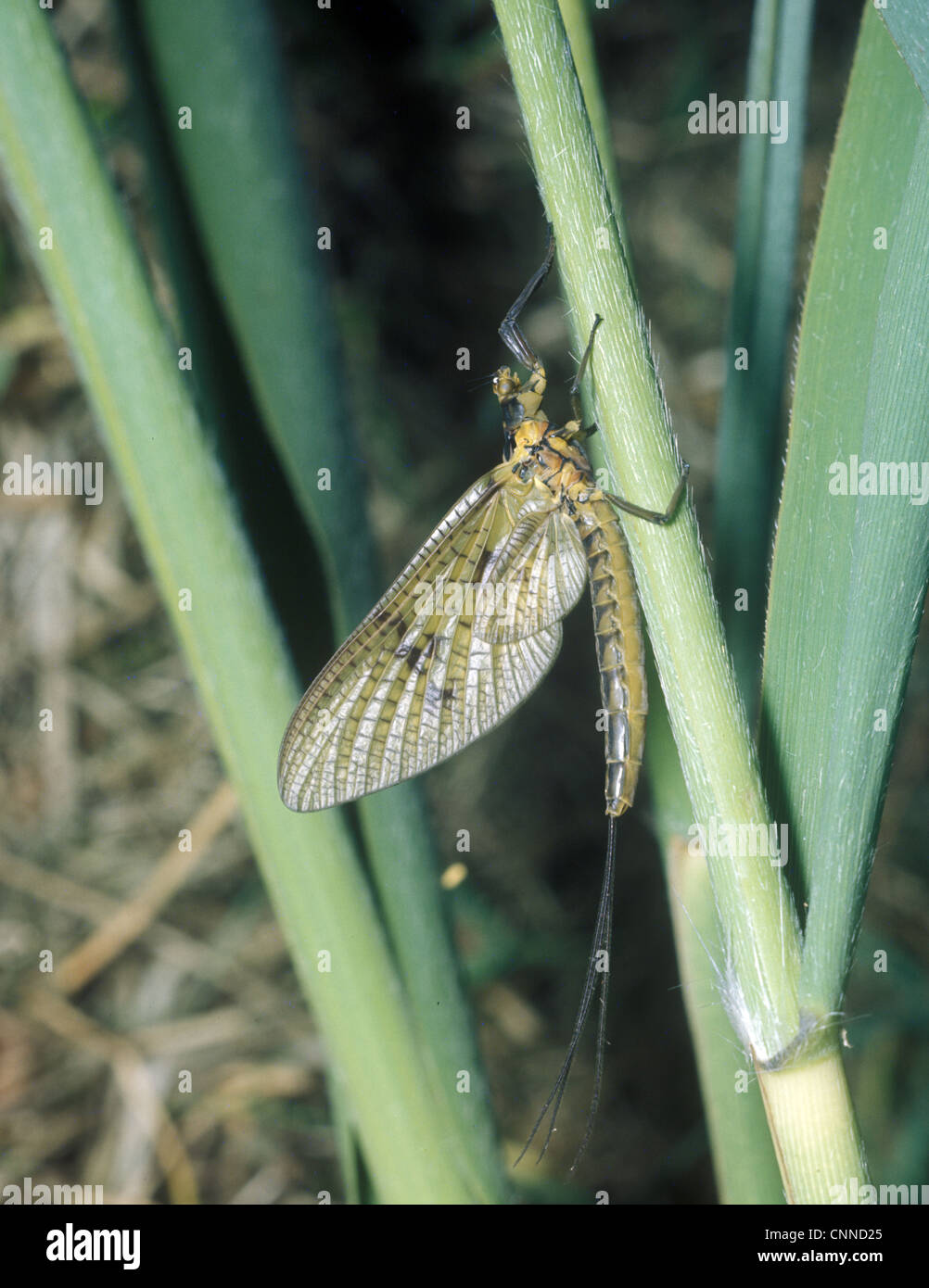Green drake mayfly hi-res stock photography and images - Alamy