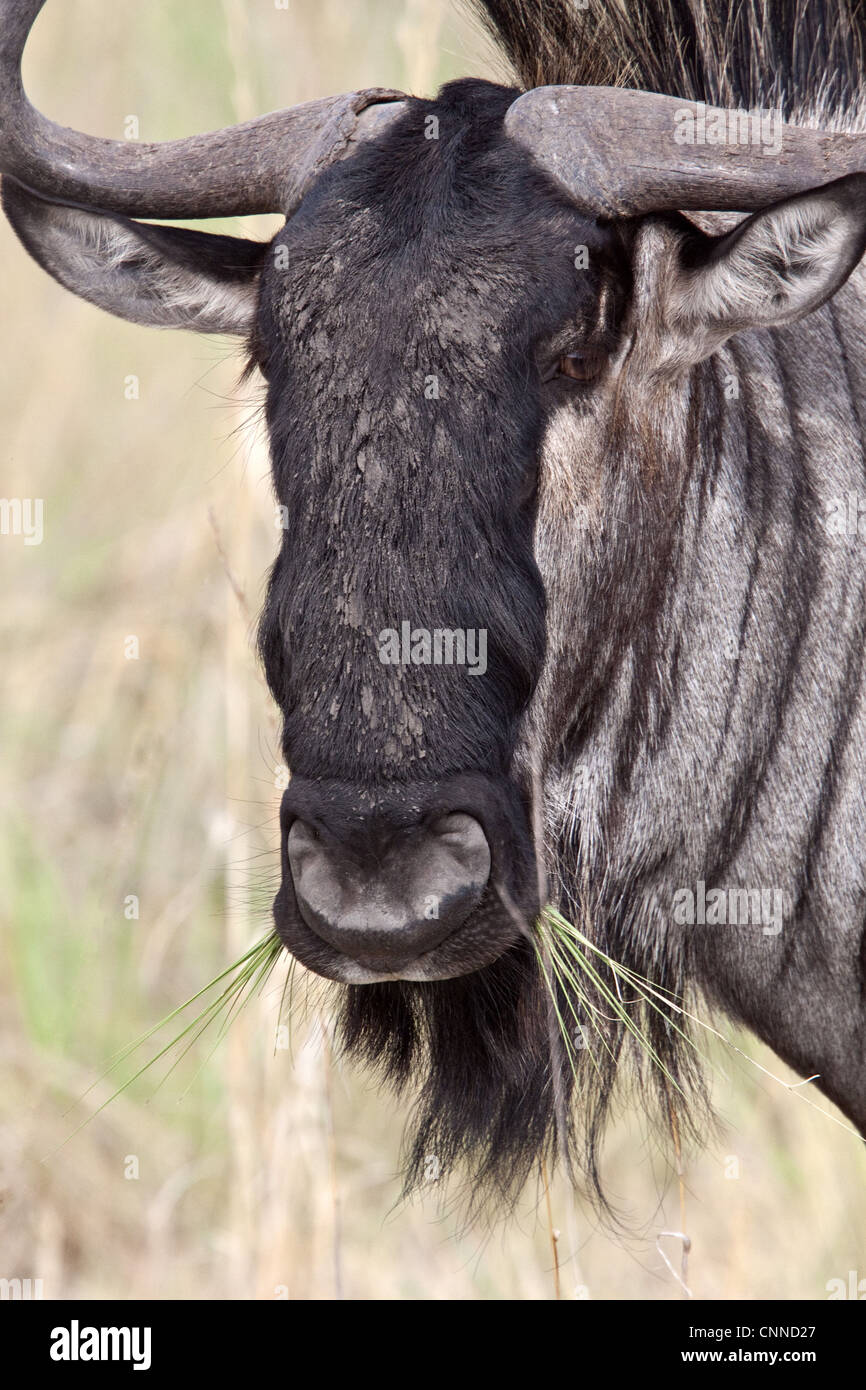 Blue Wildebeest eating grass Stock Photo - Alamy