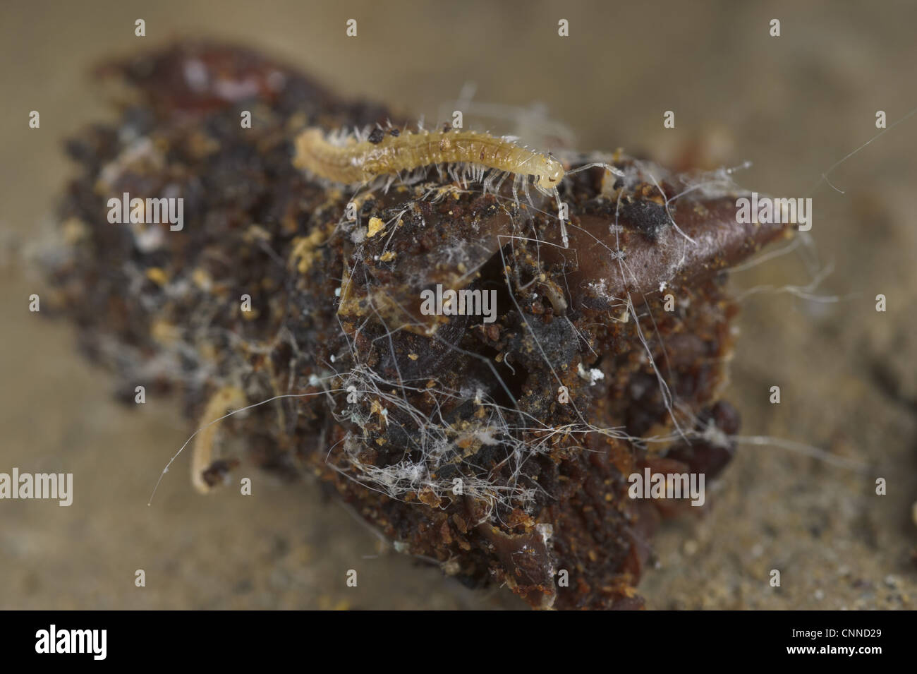 Fox poo faeces hi-res stock photography and images - Alamy