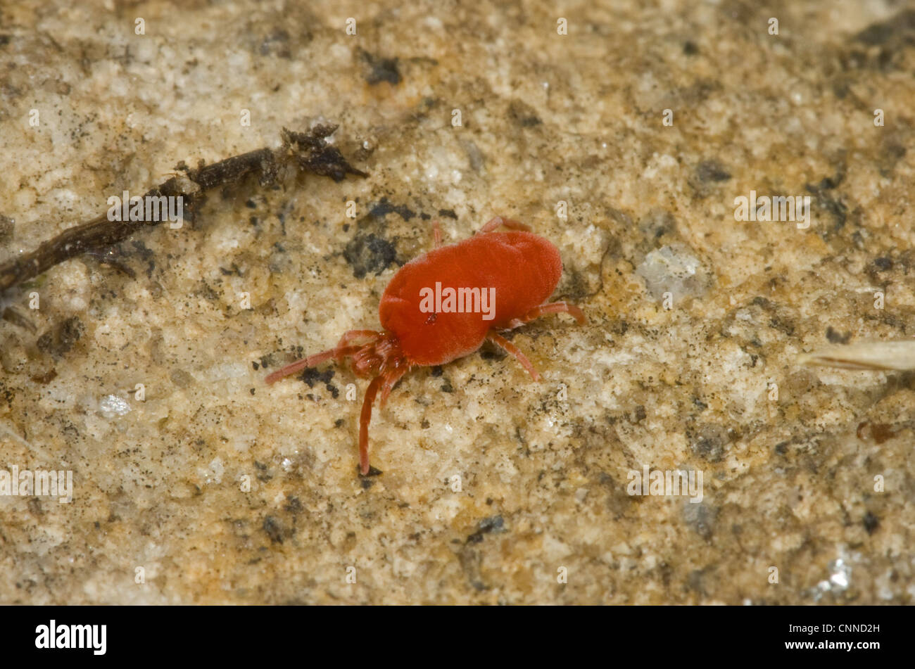 Red Velvet Mite (Trombidium sp.) adult, Spain Stock Photo - Alamy