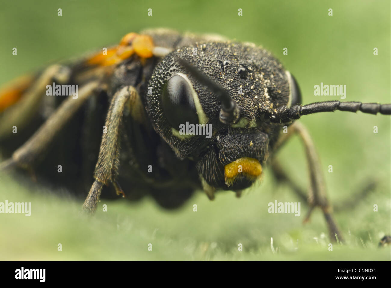 Sawfly (Symphyta sp.) adult, close-up of head, Leicestershire, England ...