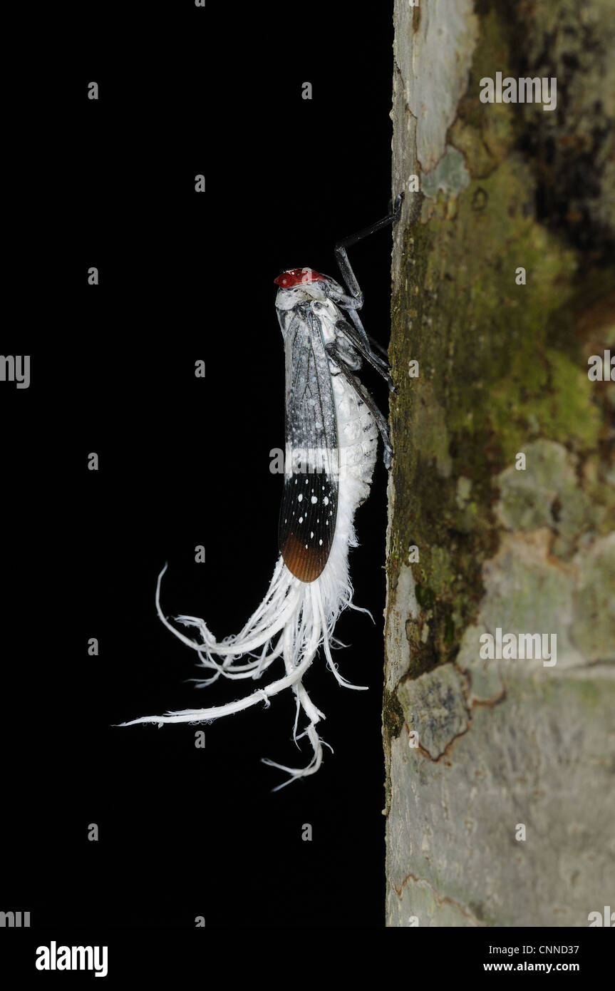 Wax-tailed Planthopper (Lystra lanata) adult, resting on tree trunk ...