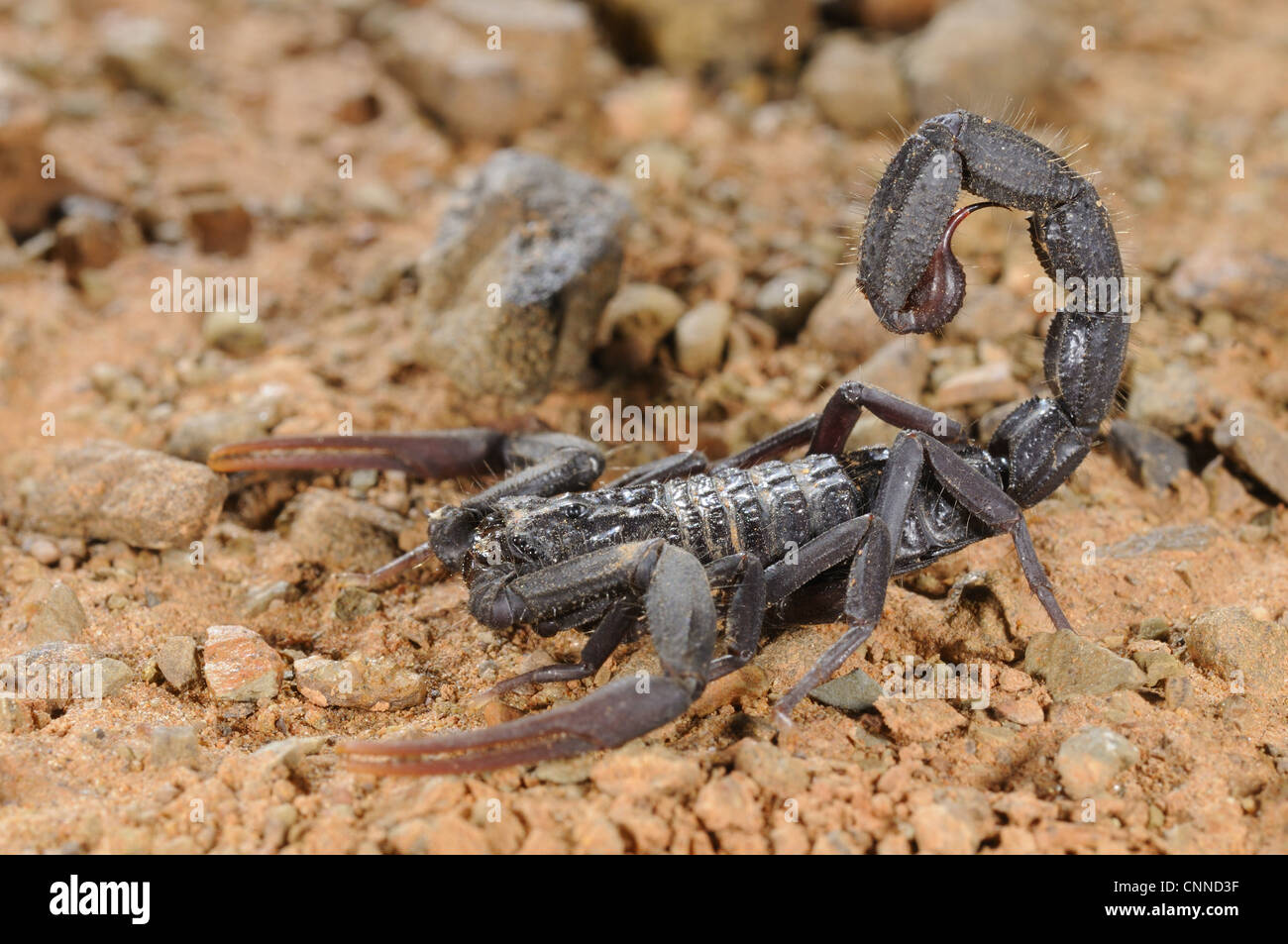 Scorpion (Hottentotta franzwerneri) adult, in desert, Morocco, january ...