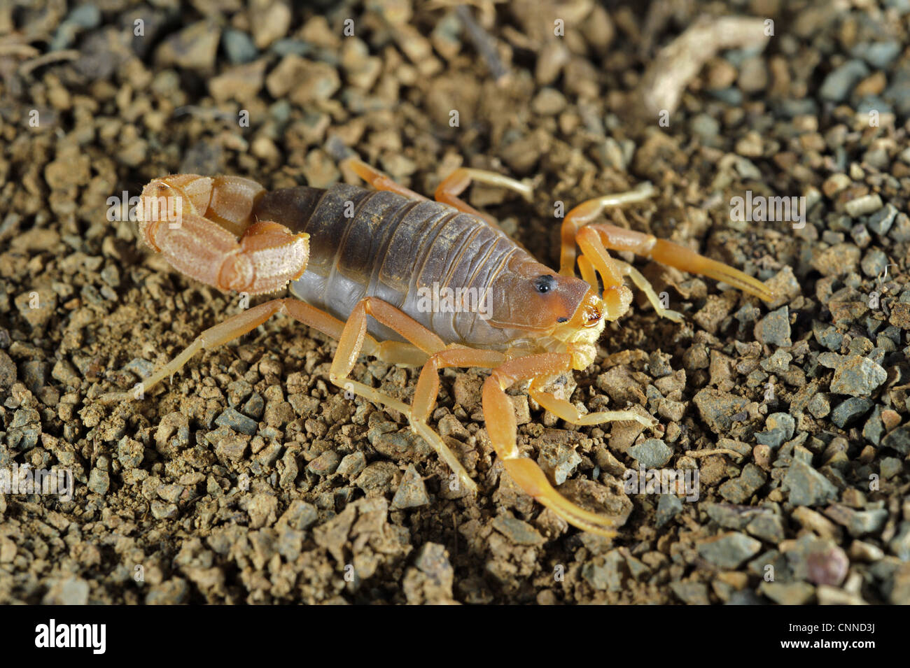 Yellow thick tailed scorpion parabuthus mossambicensis hi-res stock ...