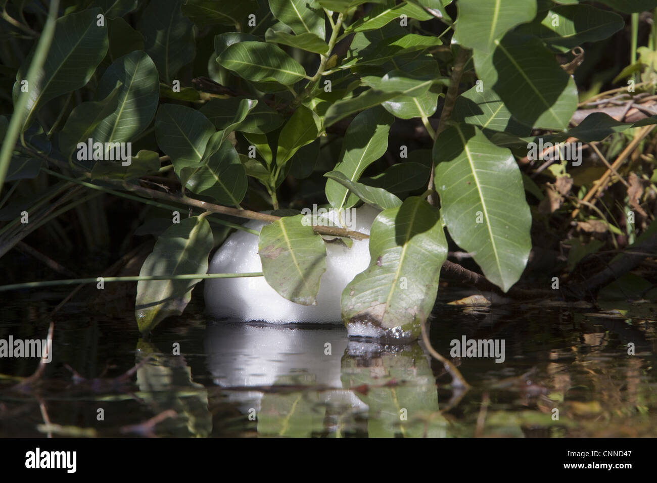 The nest of the African foam nest frog chiromantis xerampelina ...