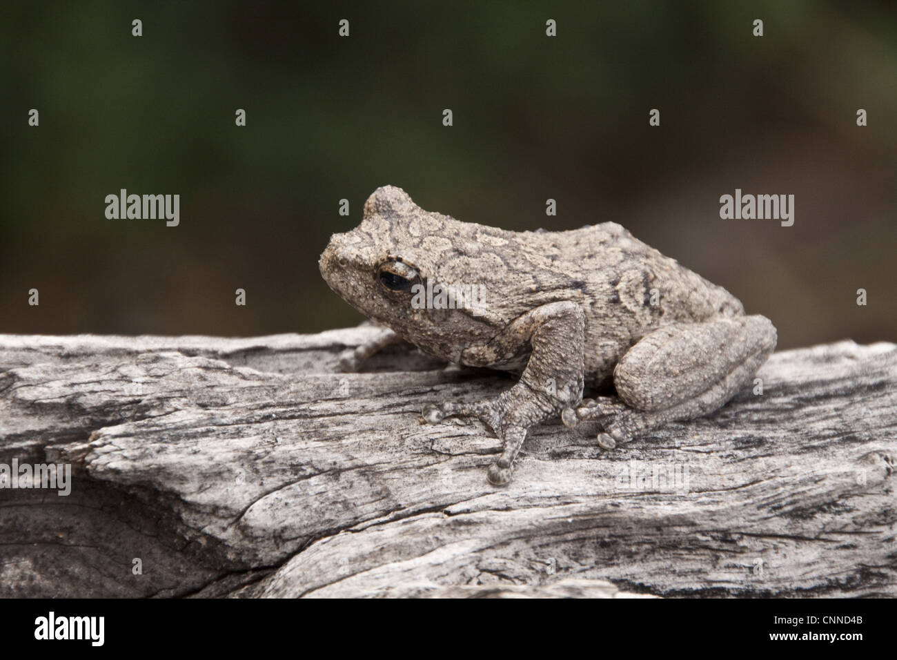 Foam nest frog chiromantis xerampelina hi-res stock photography and images - Alamy