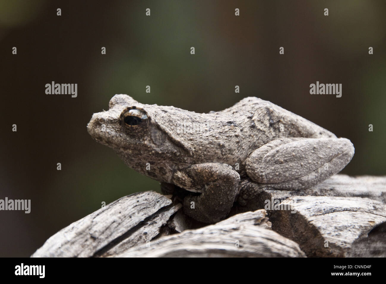 Foam nest frog hi-res stock photography and images - Alamy