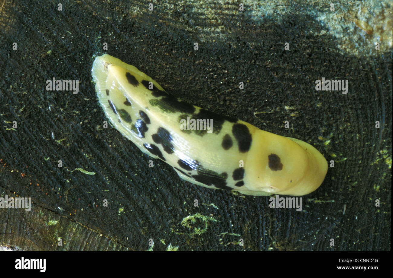 Banana Slug (Ariolimax columbianus) Washington State, USA Stock Photo ...