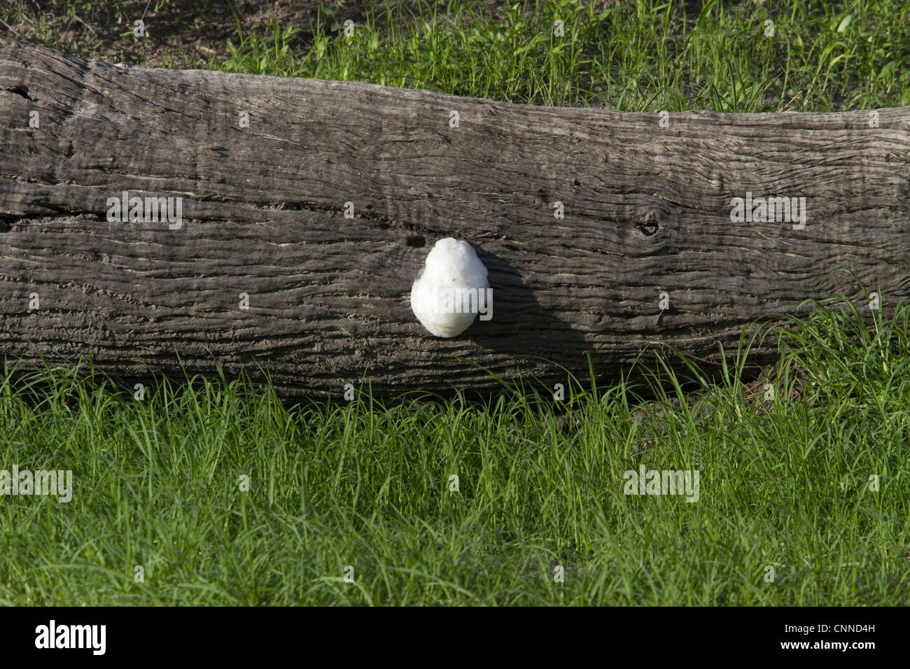 The nest of the African foam nest frog chiromantis xerampelina ...