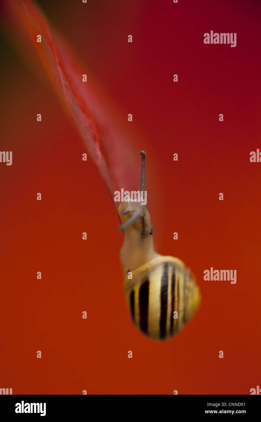 Red lipped snail hi-res stock photography and images - Alamy