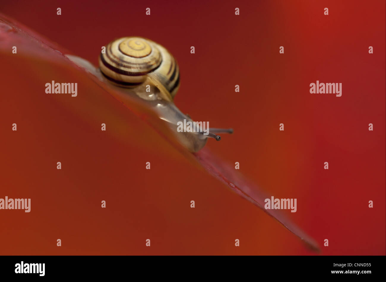 Red lipped snail hi-res stock photography and images - Alamy