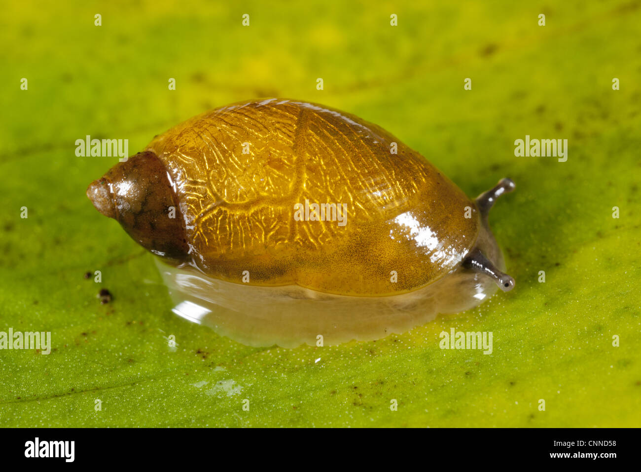 Pfeiffer's Amber Snail (Succinea pfeifferi) adult, on submerged leaf ...