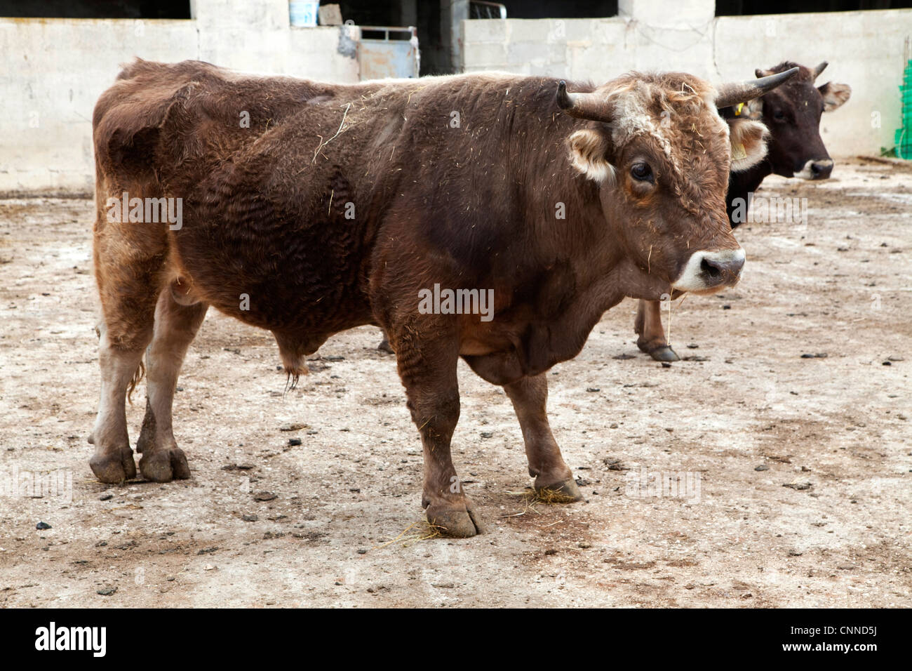 Bull and cow in farm, Sardegna, Sardinia, Italy, Italia Stock Photo - Alamy