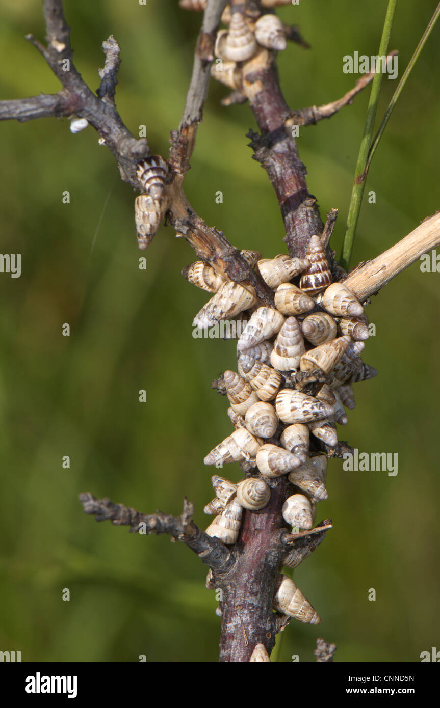Aestivates hi-res stock photography and images - Alamy