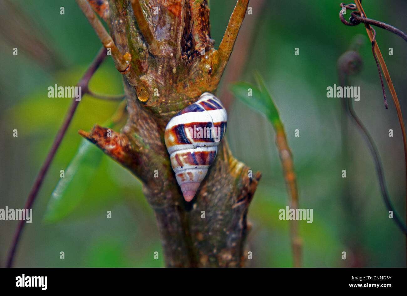 Liguus Fasciatus High Resolution Stock Photography and Images - Alamy