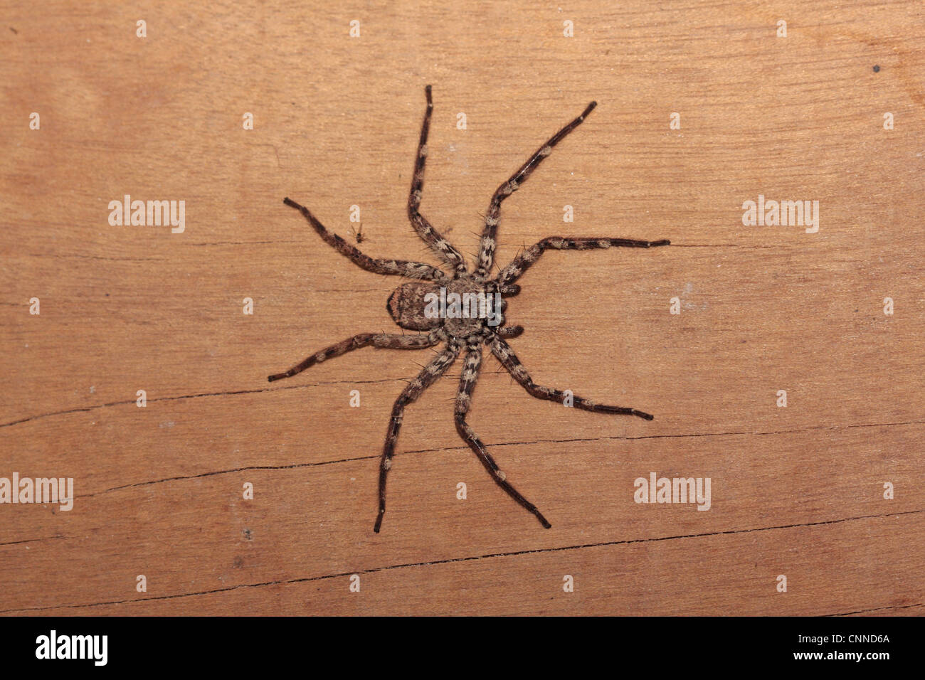 Venatoria heteropoda hi-res stock photography and images - Alamy