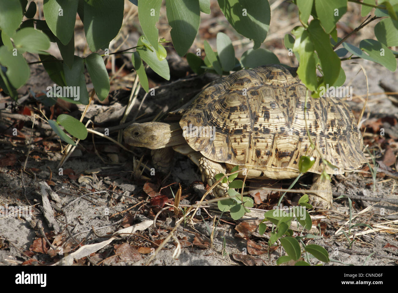 Common species hi-res stock photography and images - Alamy