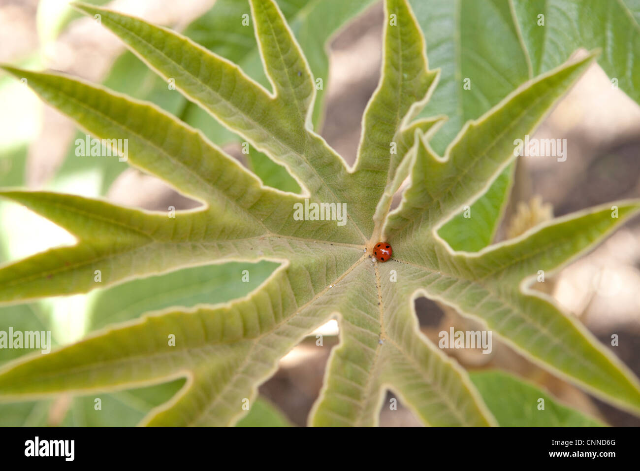 Tetrapanax papyrifer "Rex Stock Photo - Alamy