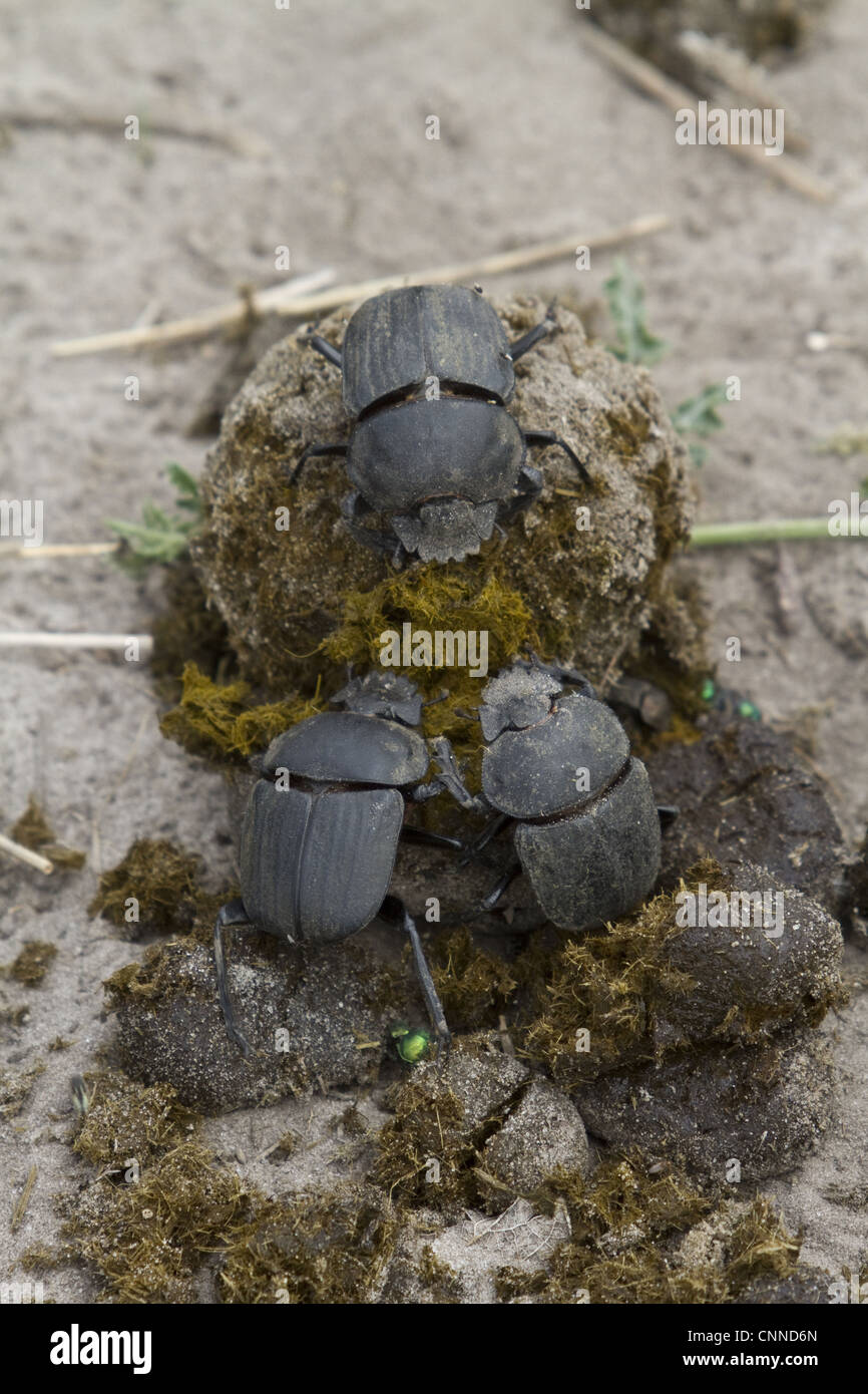 Dung beetles making a ball hi-res stock photography and images - Alamy