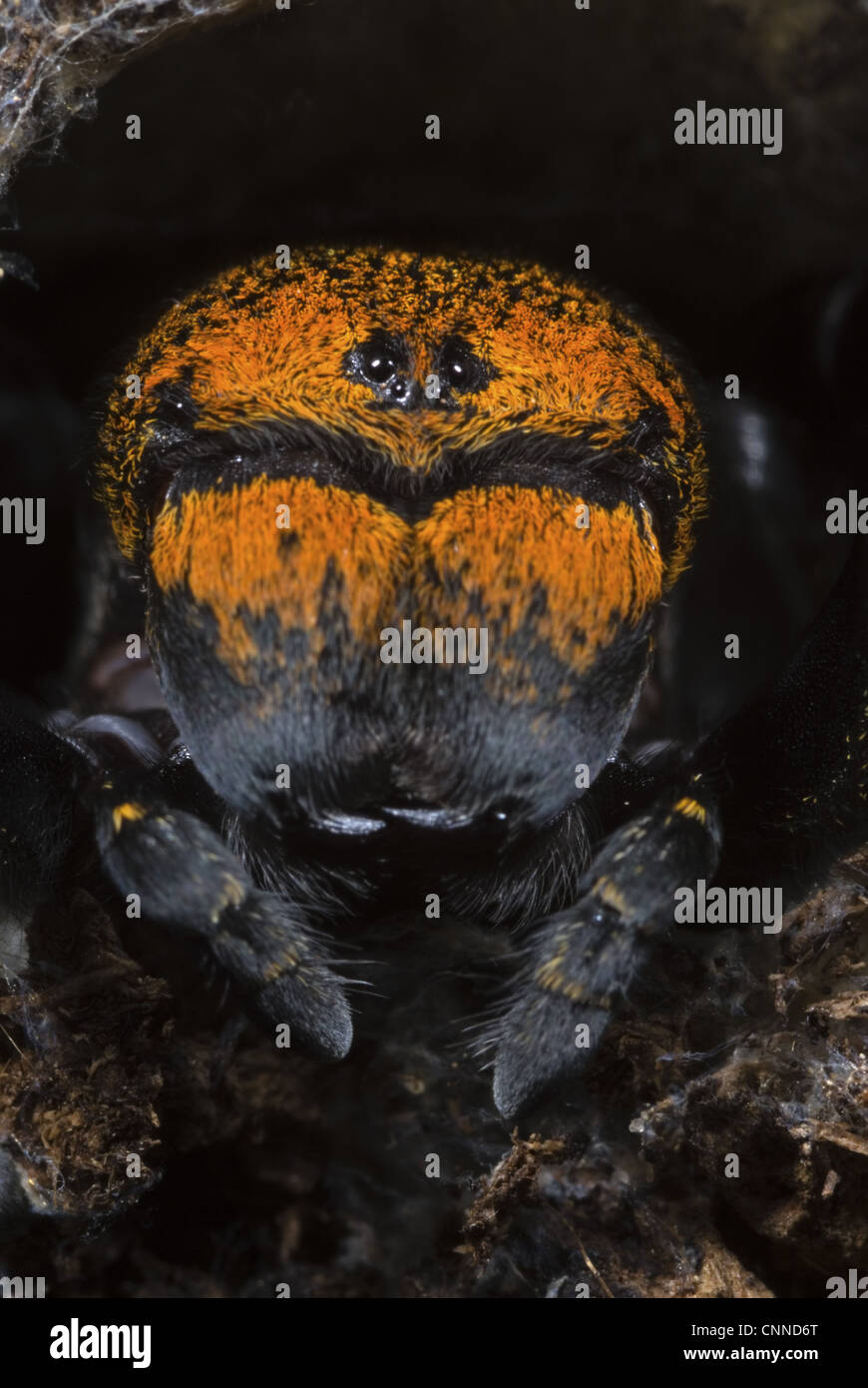 Ladybird Spider (Eresus sp.) adult female, emerging from retreat ...