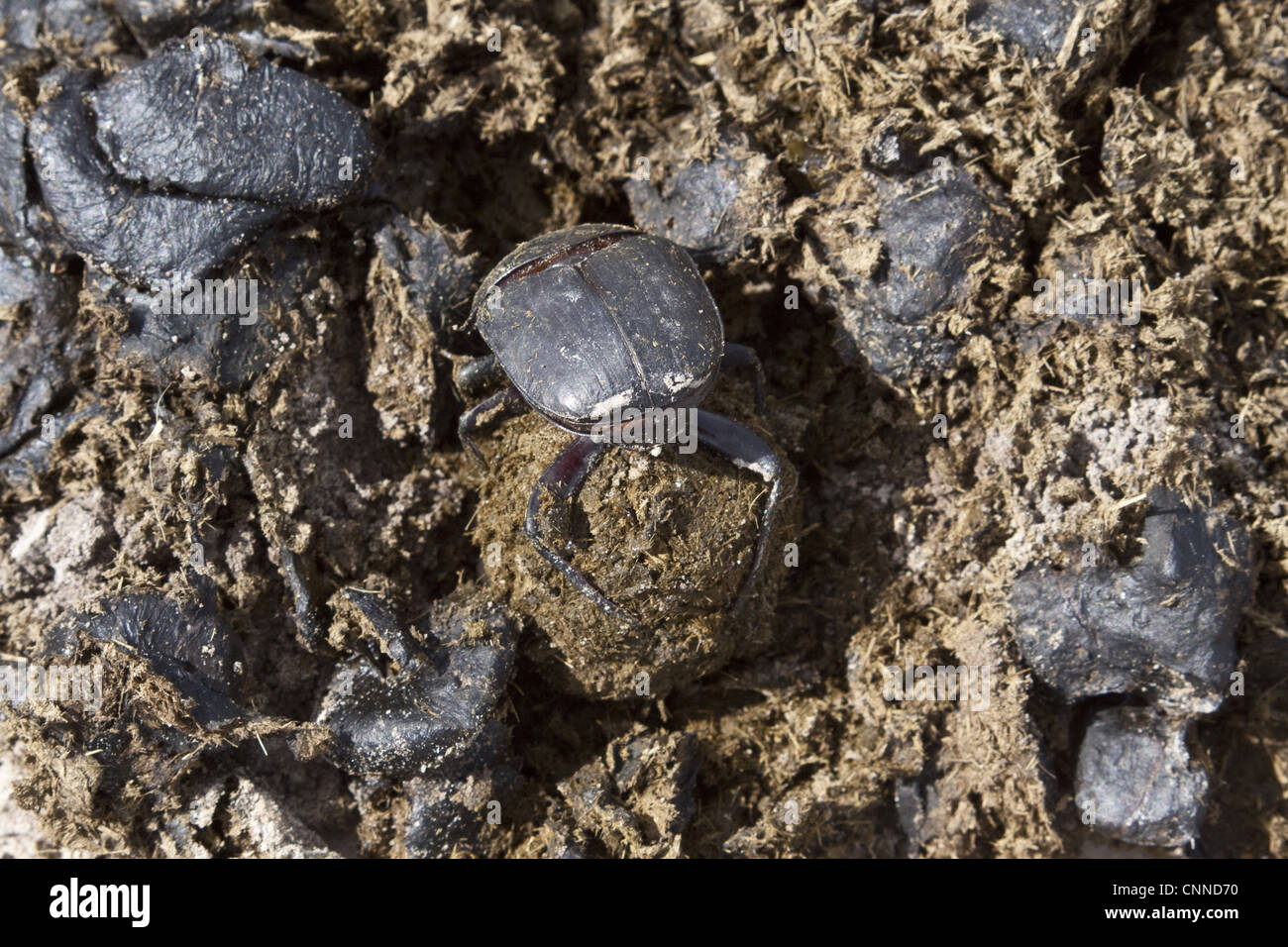 Dung beetles beetle hi-res stock photography and images - Alamy