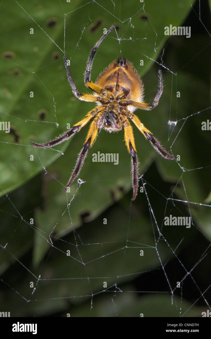 Orb-weaver Spider (Araneidae sp.) adult female, resting on web, Los ...