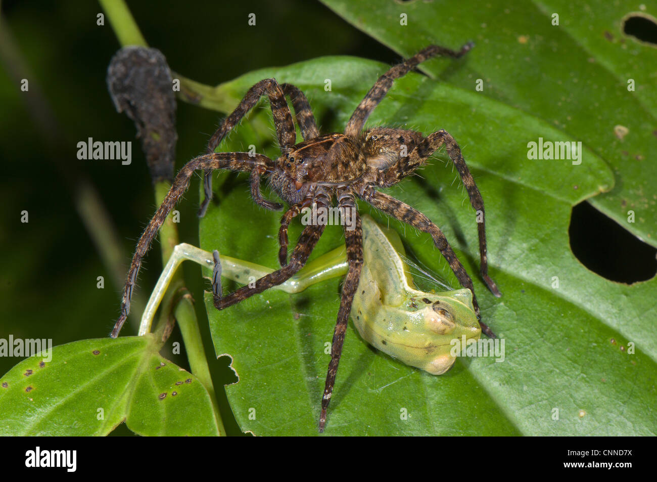 Wandering Spider Ctenidae sp. adult feeding Gunther's Banded Treefrog ...