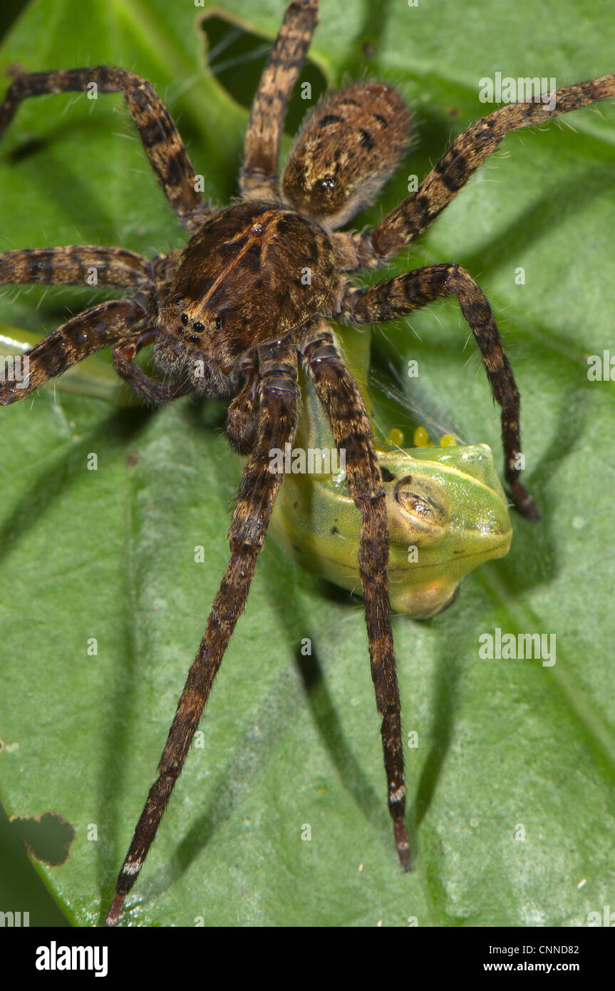 Ctenidae hi-res stock photography and images - Alamy