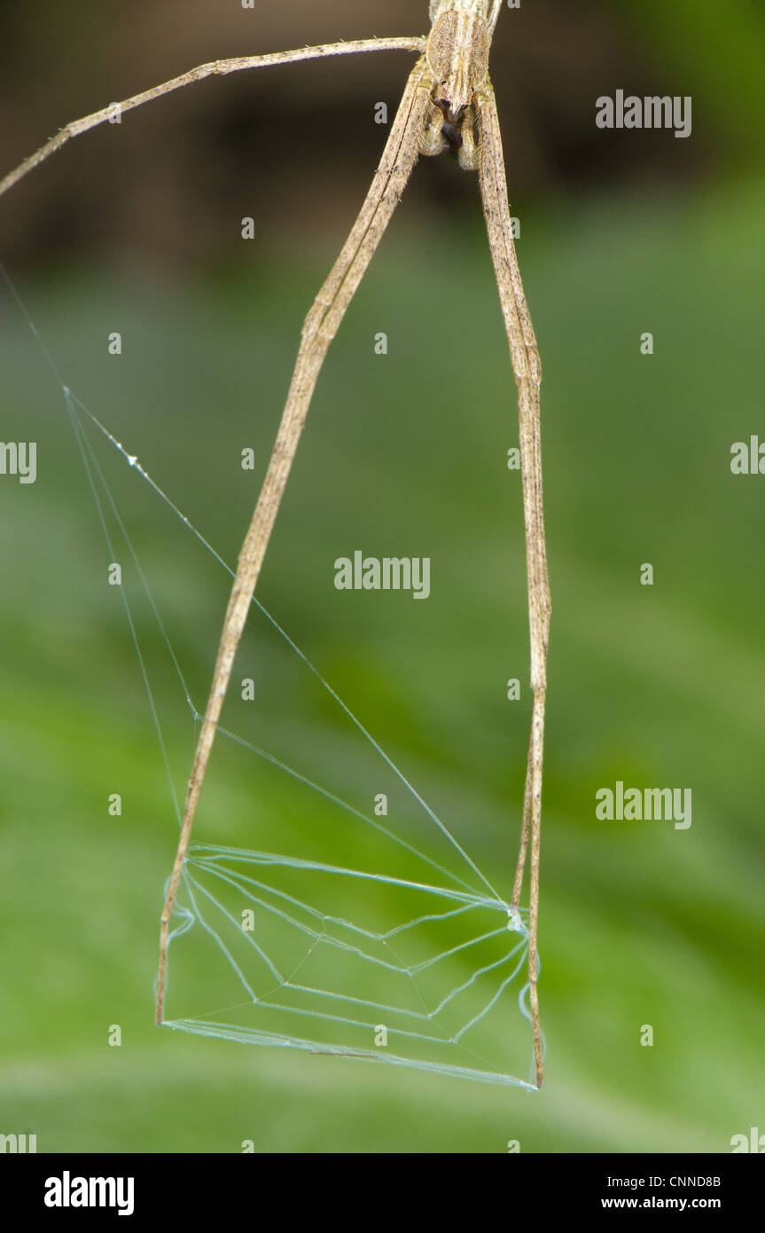 Net-casting Spider (Deinopis sp.) subadult, close-up of legs, hunting ...