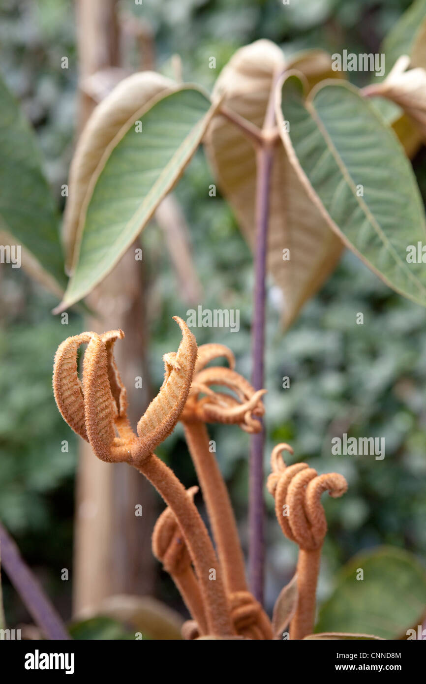 Schefflera macrophylla hi-res stock photography and images - Alamy
