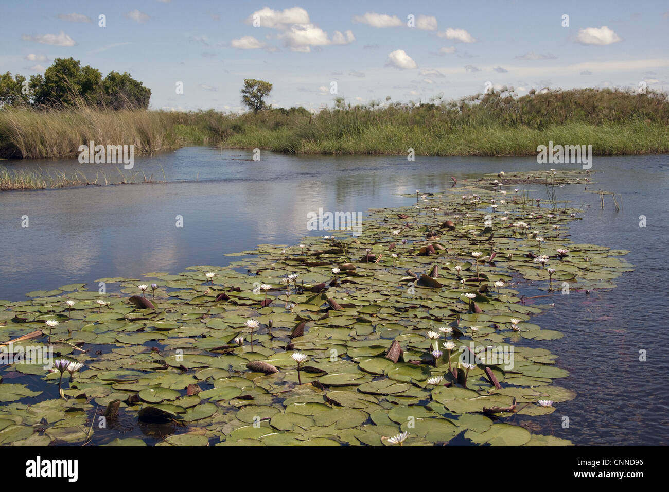 Nymphaea nouchali commonly known as Red blue water lily Blue star water ...