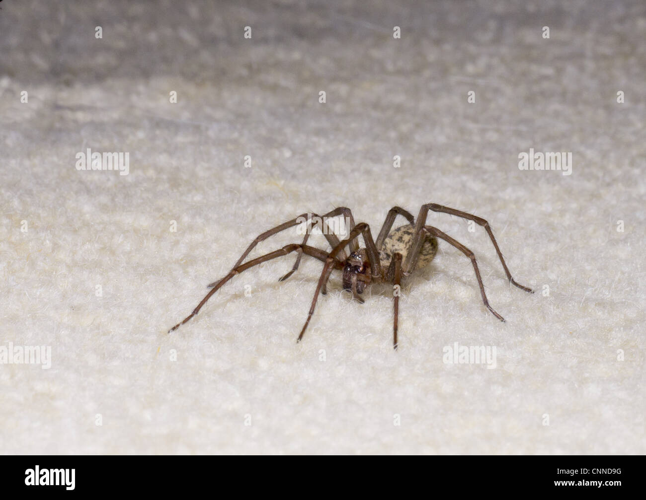 Cardinal Spider (Tegenaria parietina) adult, standing on carpet in ...