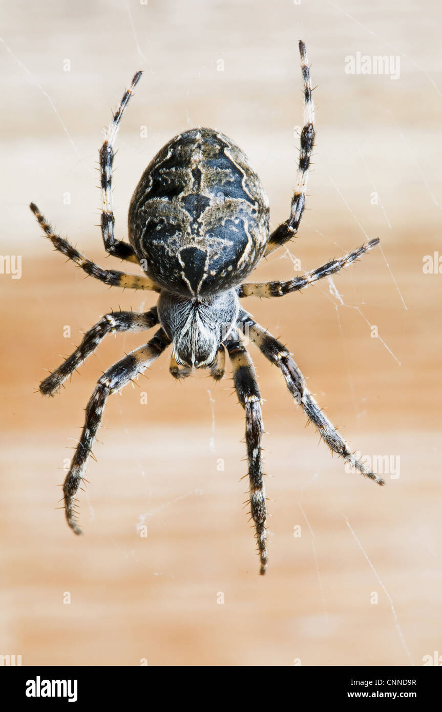 Larinioides sclopetarius spider hi-res stock photography and images - Alamy