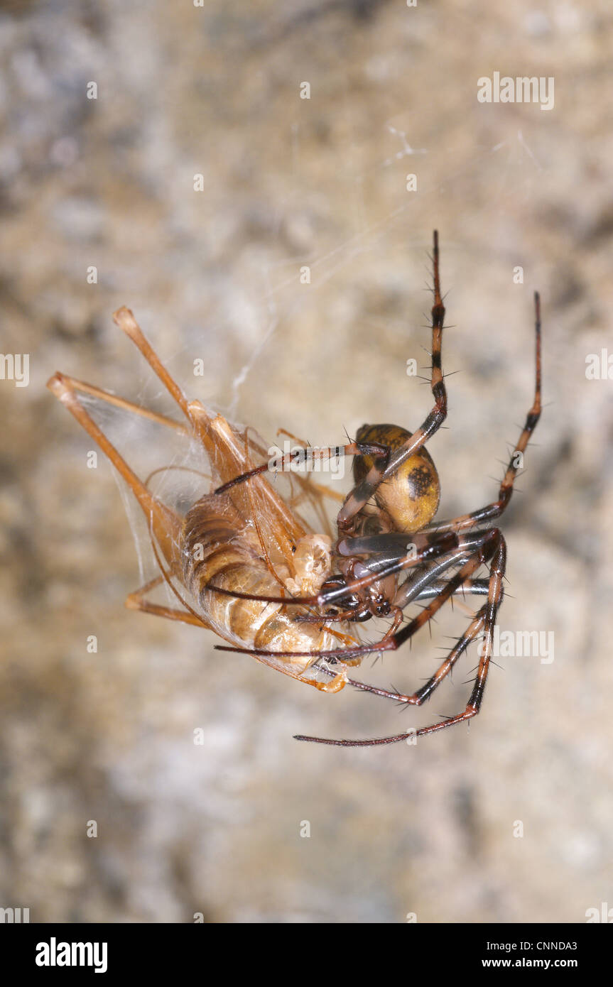 European Cave Spider (Meta menardi) adult female, feeding on prey ...