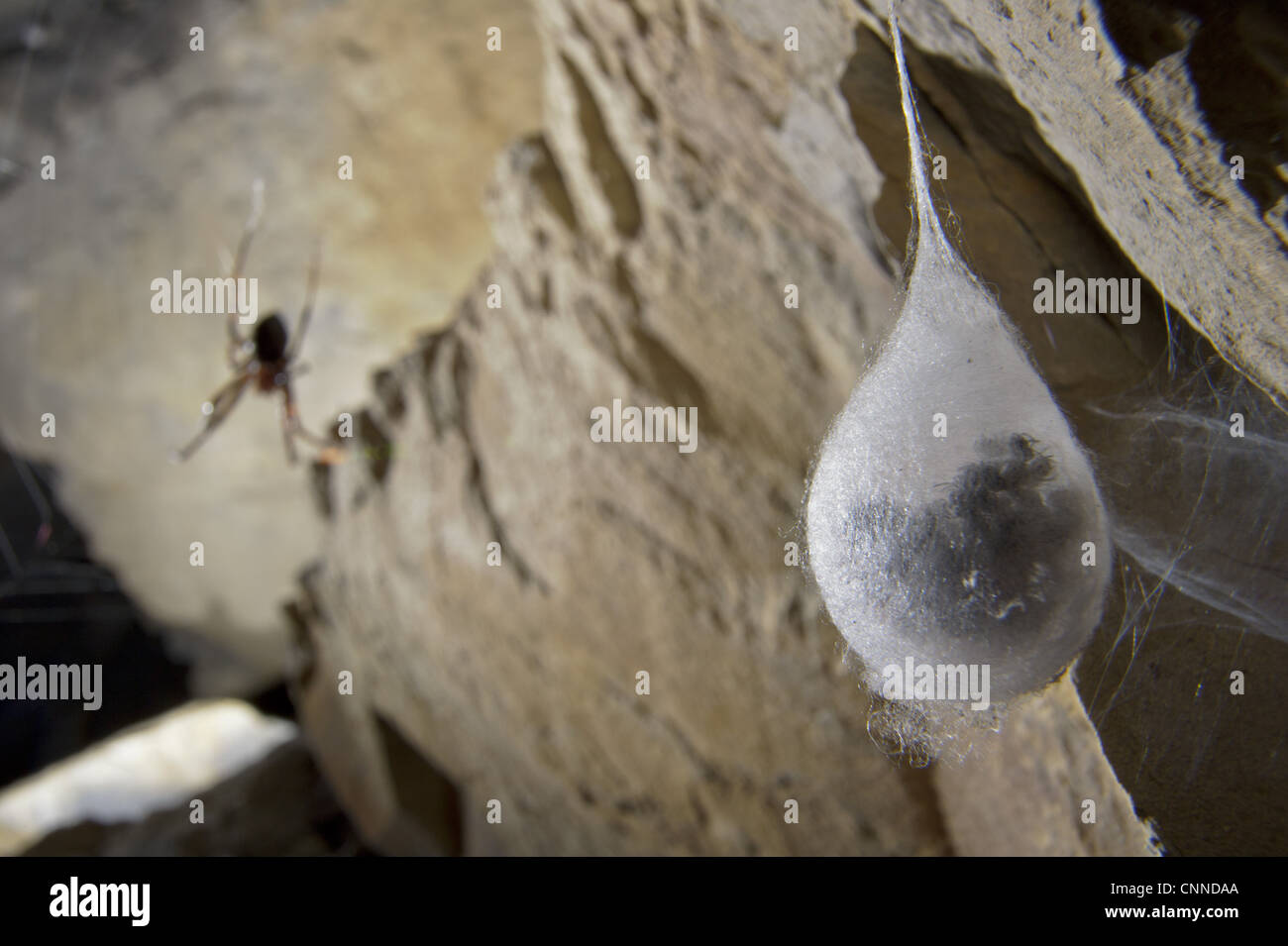 European Cave Spider Meta menardi egg cocoon spiderlings ready hatch ...