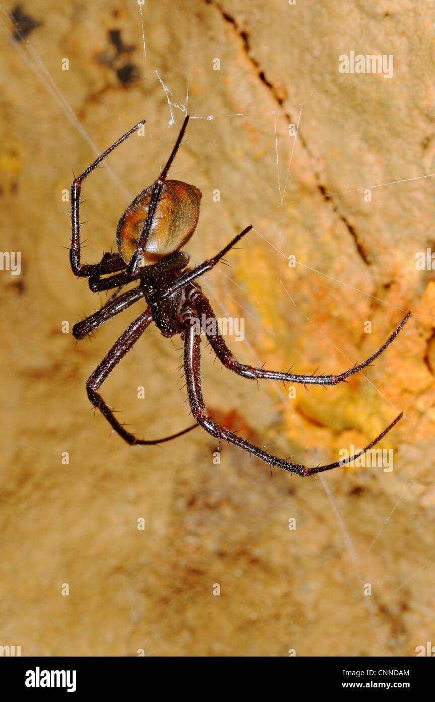Cave Spider (Meta bourneti) adult, on web in cave, Italy, july Stock ...