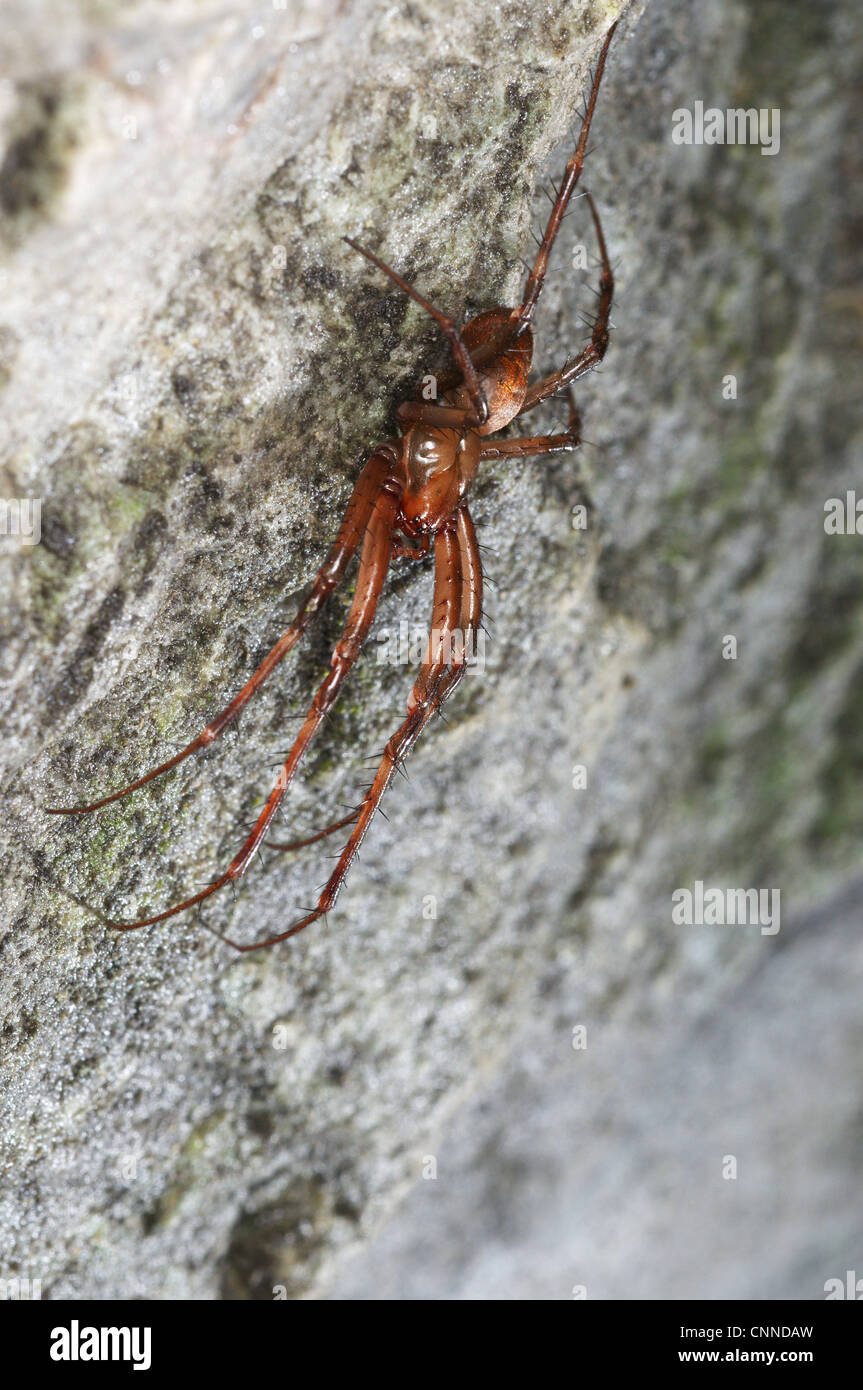 Orb-weaver Cave Spider (Meta bourneti) adult male, in cave, Italy Stock ...