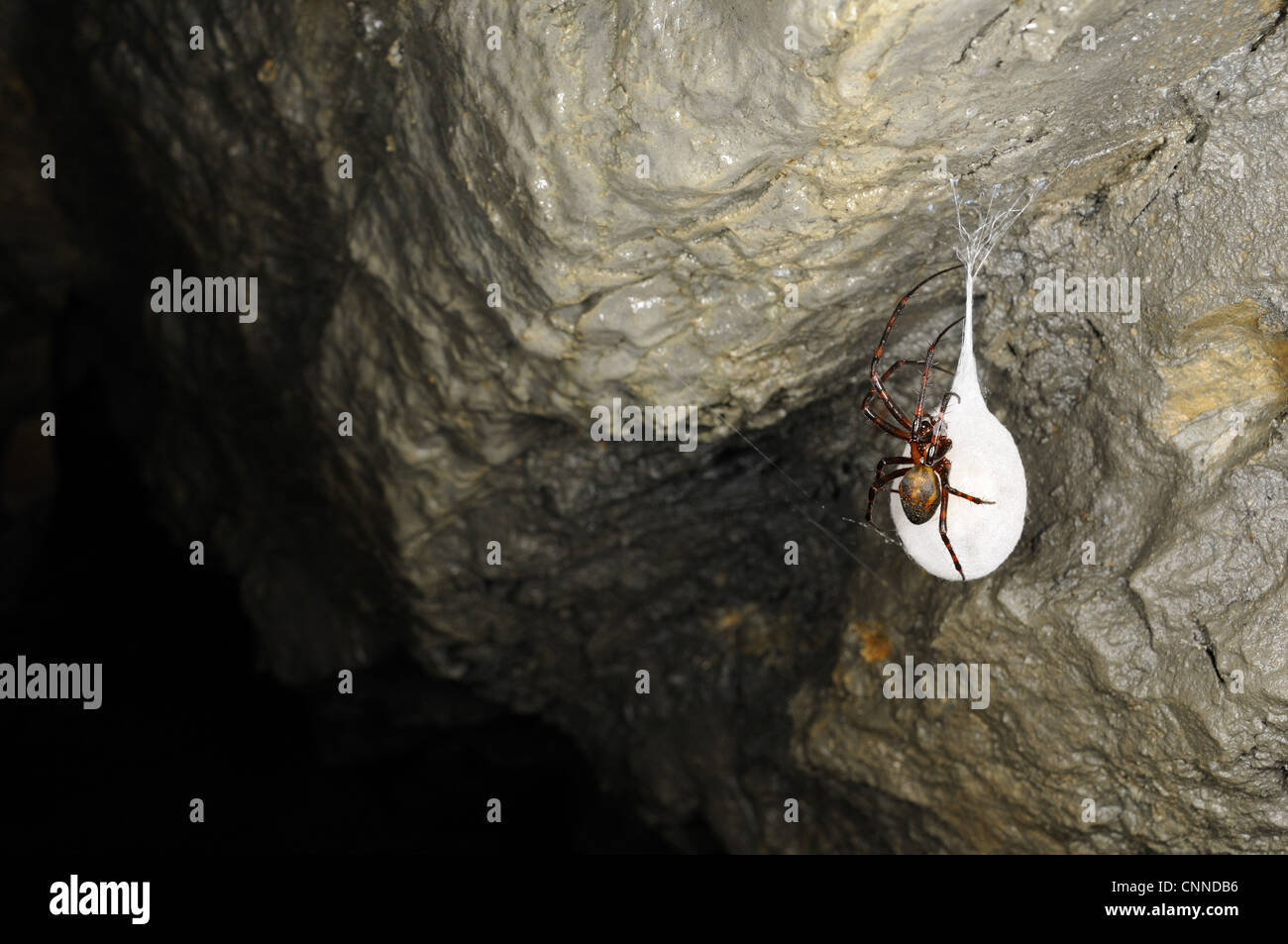 Orb-weaver Cave Spider (Meta bourneti) adult female, on cocoon in cave ...