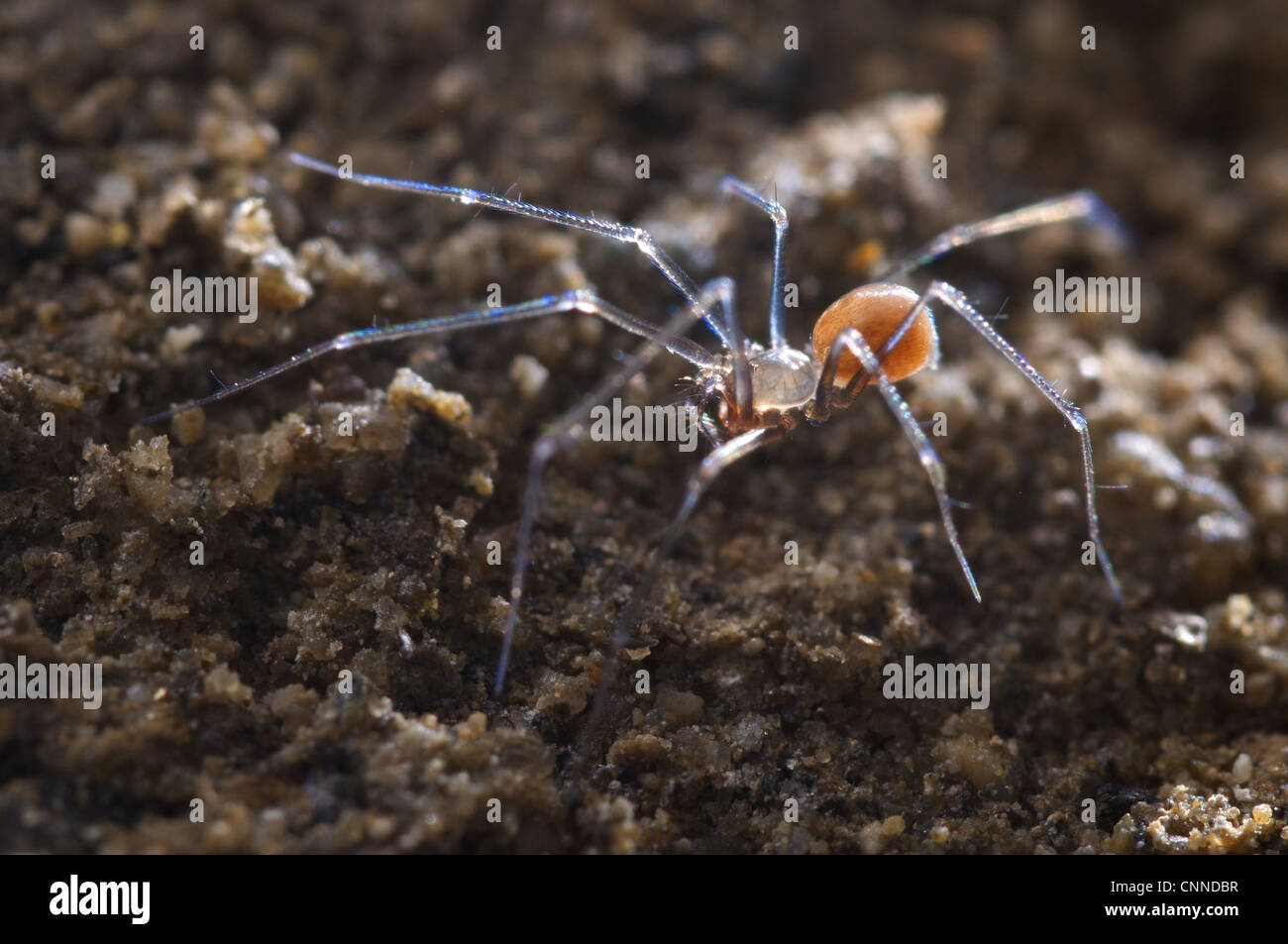 Cave Spider (Leptoneta crypticola) adult, in cave, Italy Stock Photo ...