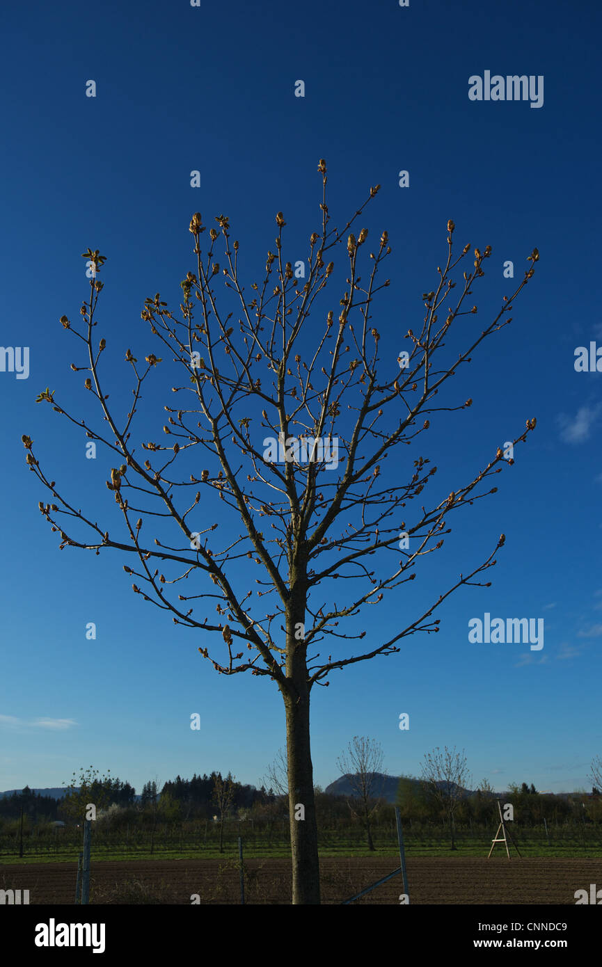 Young chestnut tree hi-res stock photography and images - Alamy