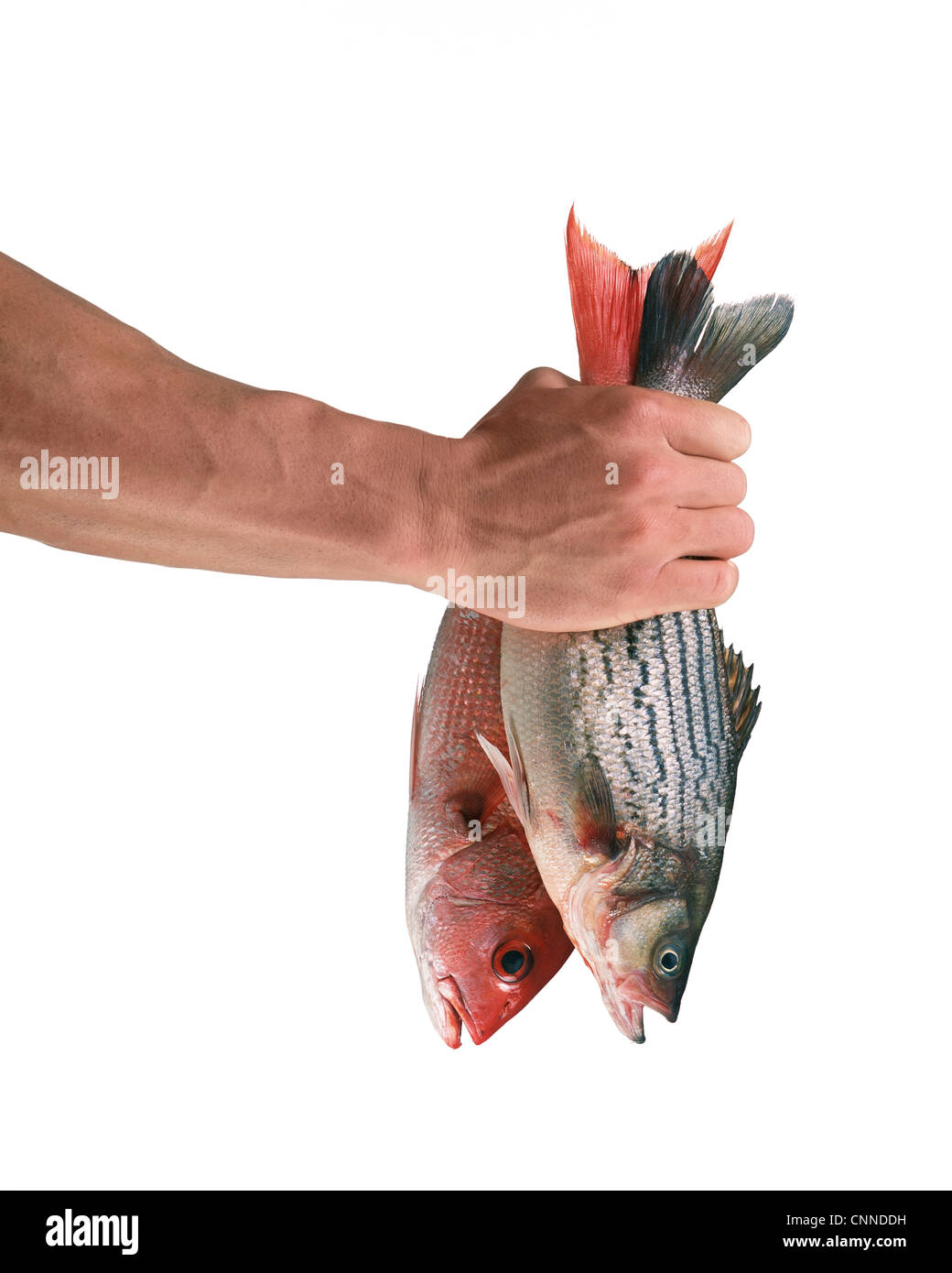 Hand holding Fish Stock Photo - Alamy