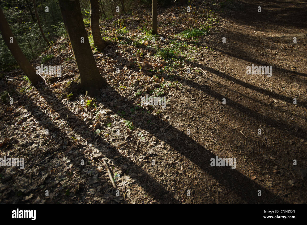 shade lines of young tree trunks Stock Photo - Alamy