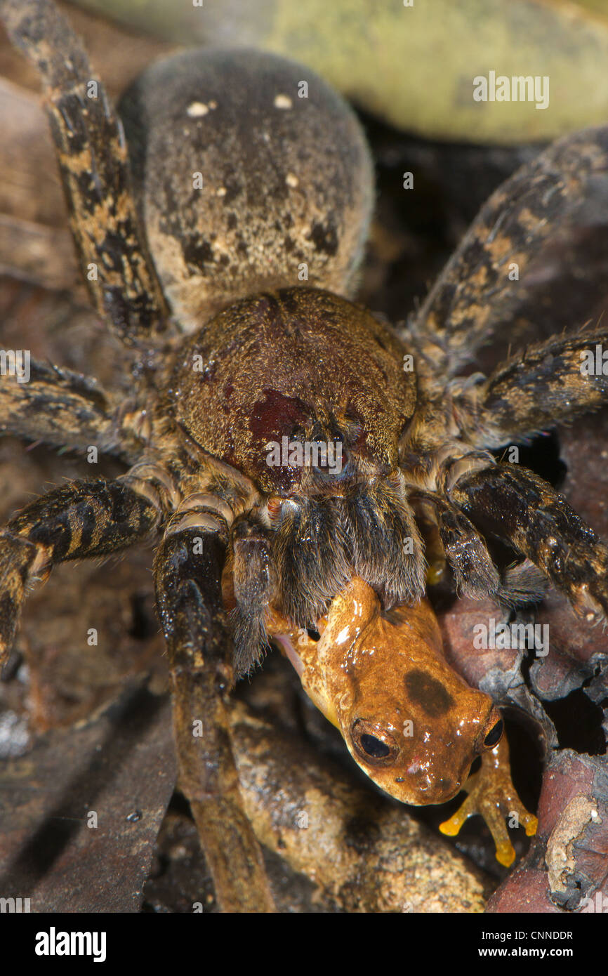 Giant amazon fishing spider female hi-res stock photography and images ...